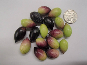 Olive Variety Information